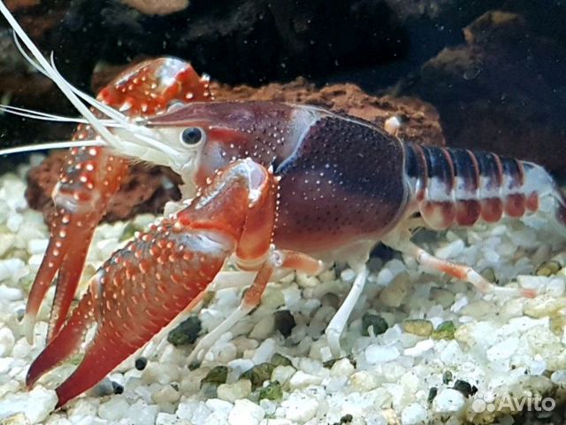 Раки декоративные