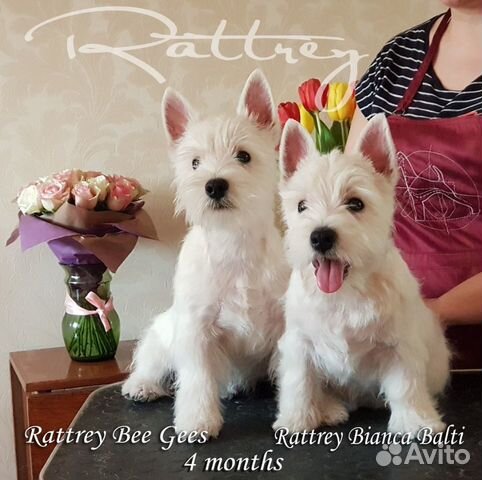 Rattrey щенки из питомника