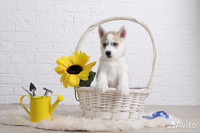 Щенки Сибирский хаски, породистые