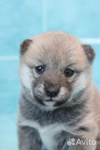 Мимимишки Сиба ину