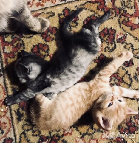 Котята- британята