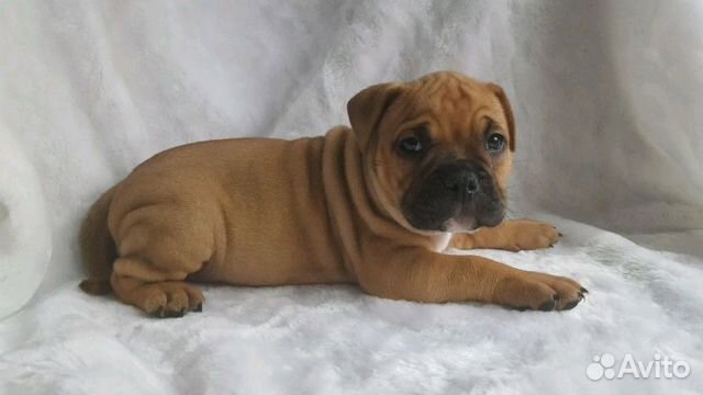 Девочка американский булли