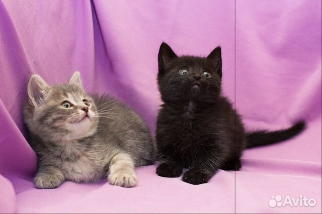 Обалденные котята 1,5 месяца в самые лучшие руки