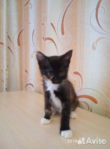 Продам кошечку