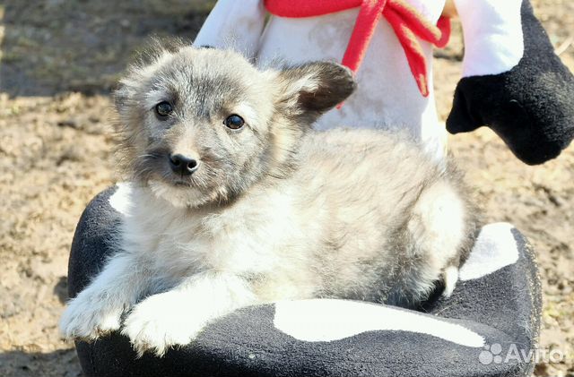 Глаша в поисках дома