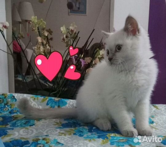Шотландская короткошерстная