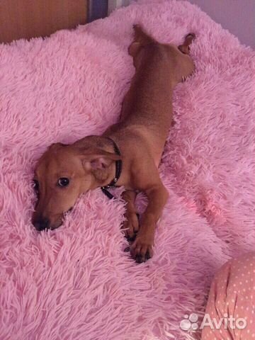 Отдадим в добрые руки