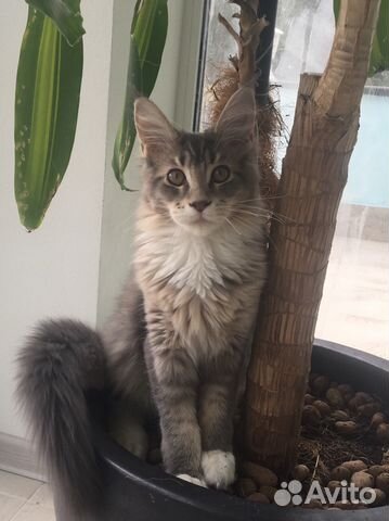 Кошечка Мейн Кун тикированная. Питомник