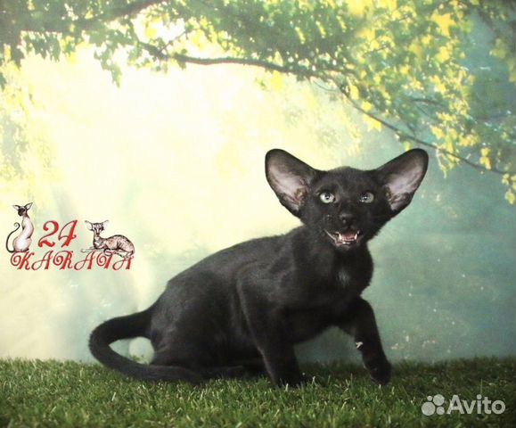 Ориентальная