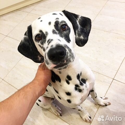 Щенки далматина