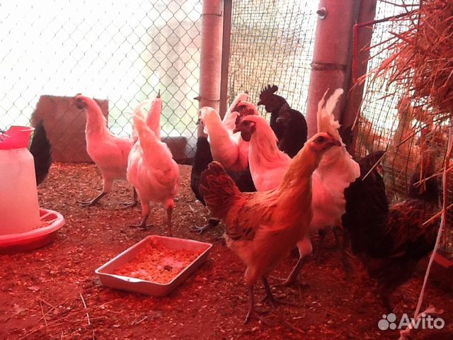 Лакеданзи, ухейилюй - молодые семьи