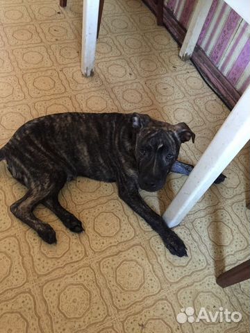 Отдам щенка стаффорда в добрые руки