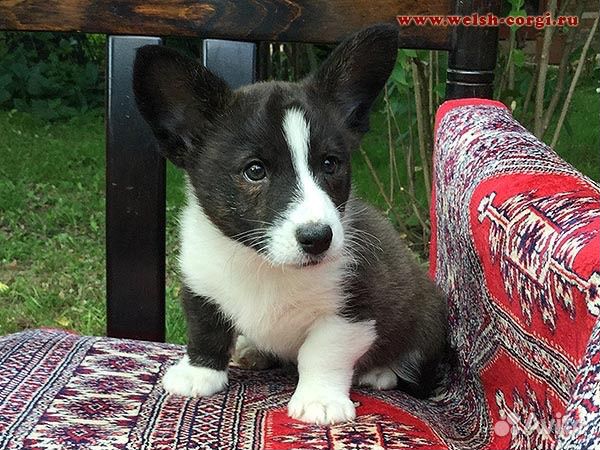 Вельш корги кардиган щенки