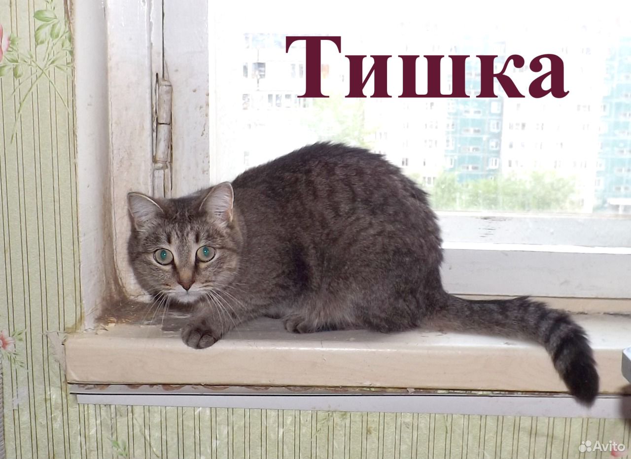 Скромная кошечка Тиша