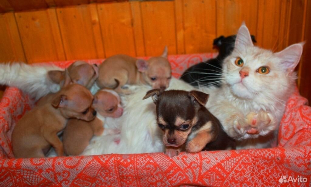 Чихуахуа на фото с мамой Кошкой