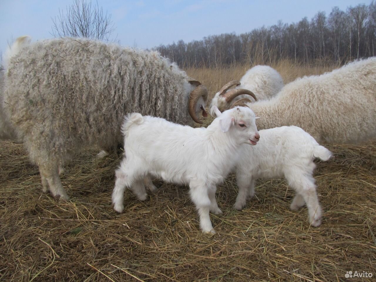 Ангорские и пуховые козлята от питомника SR