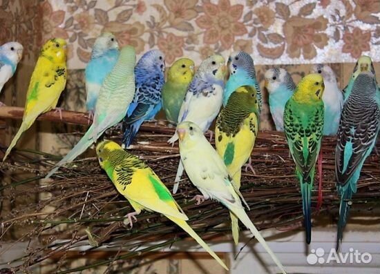 Волнистые попугаи молодь (птенец)