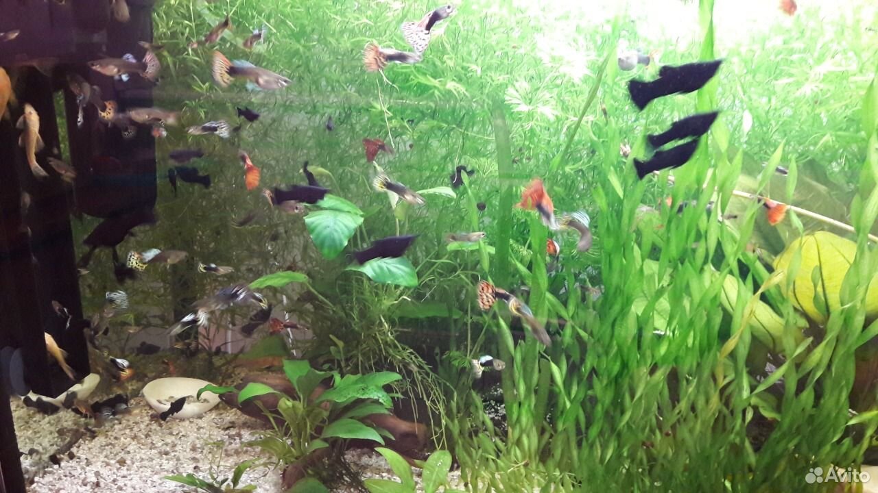 Гуппи самцы и самочки