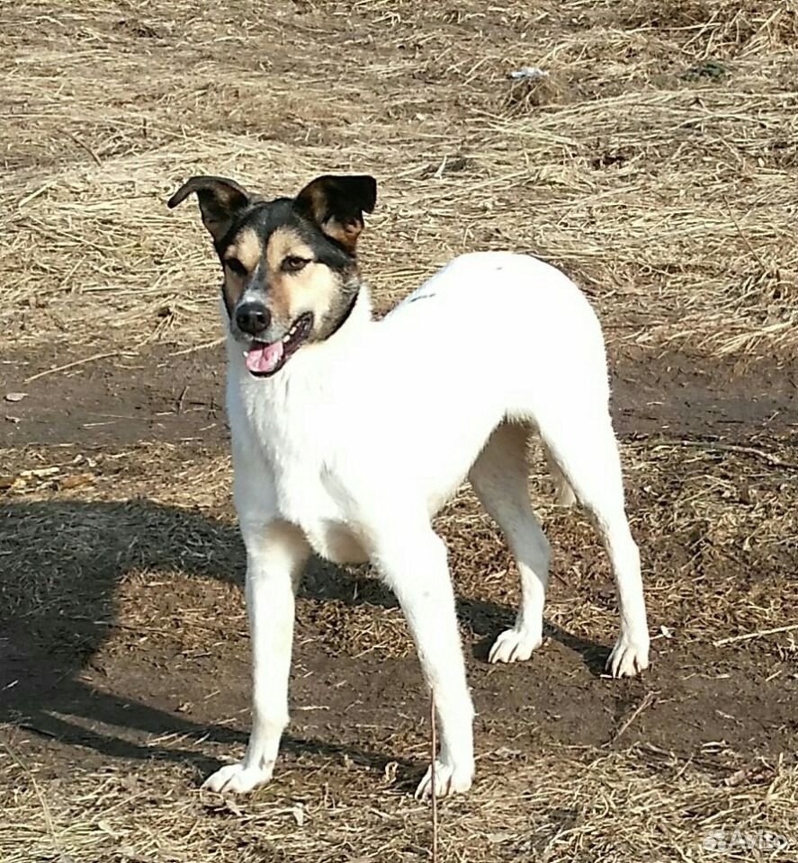 Девочка - красавица - очень нужен дом