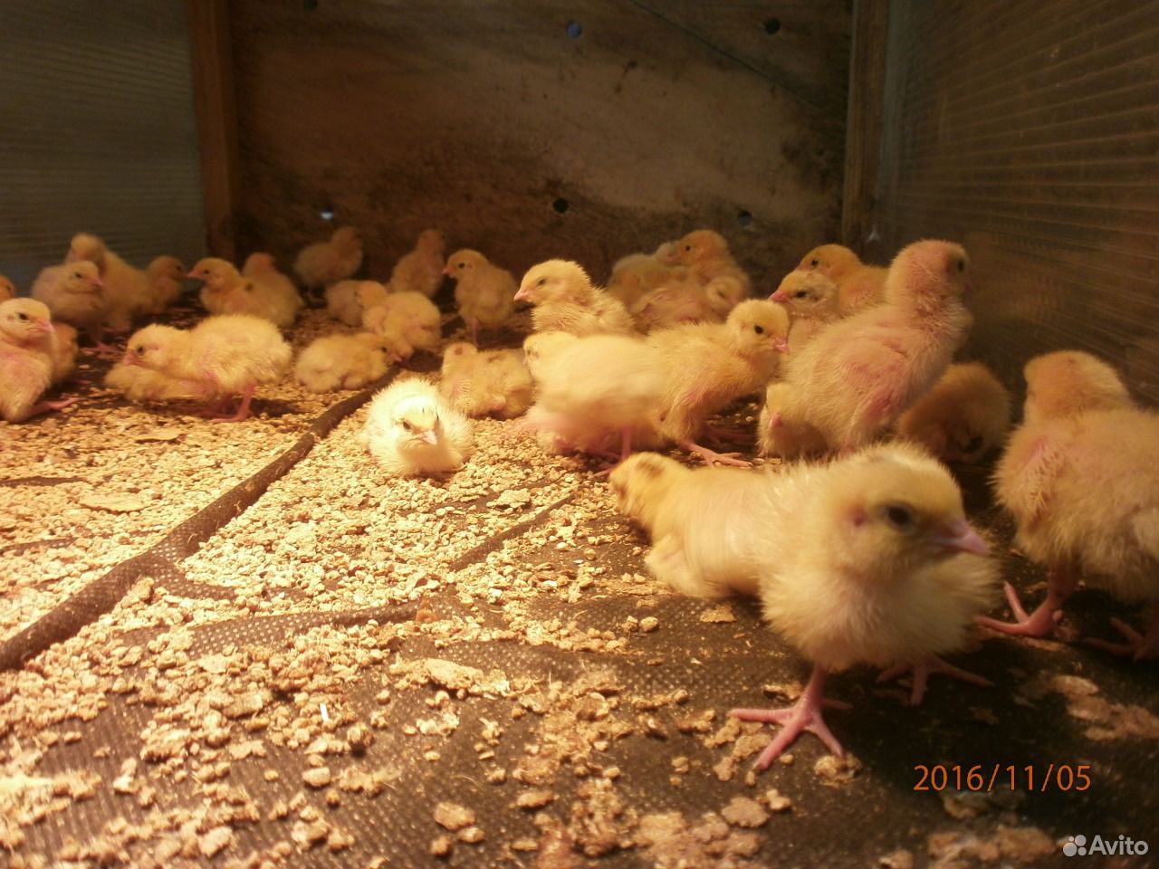 Продам цыплят