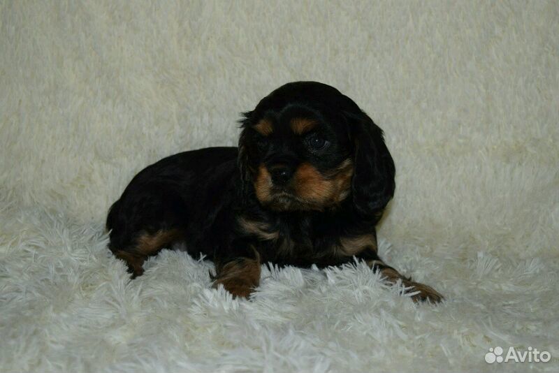 Ккчс мальчишка