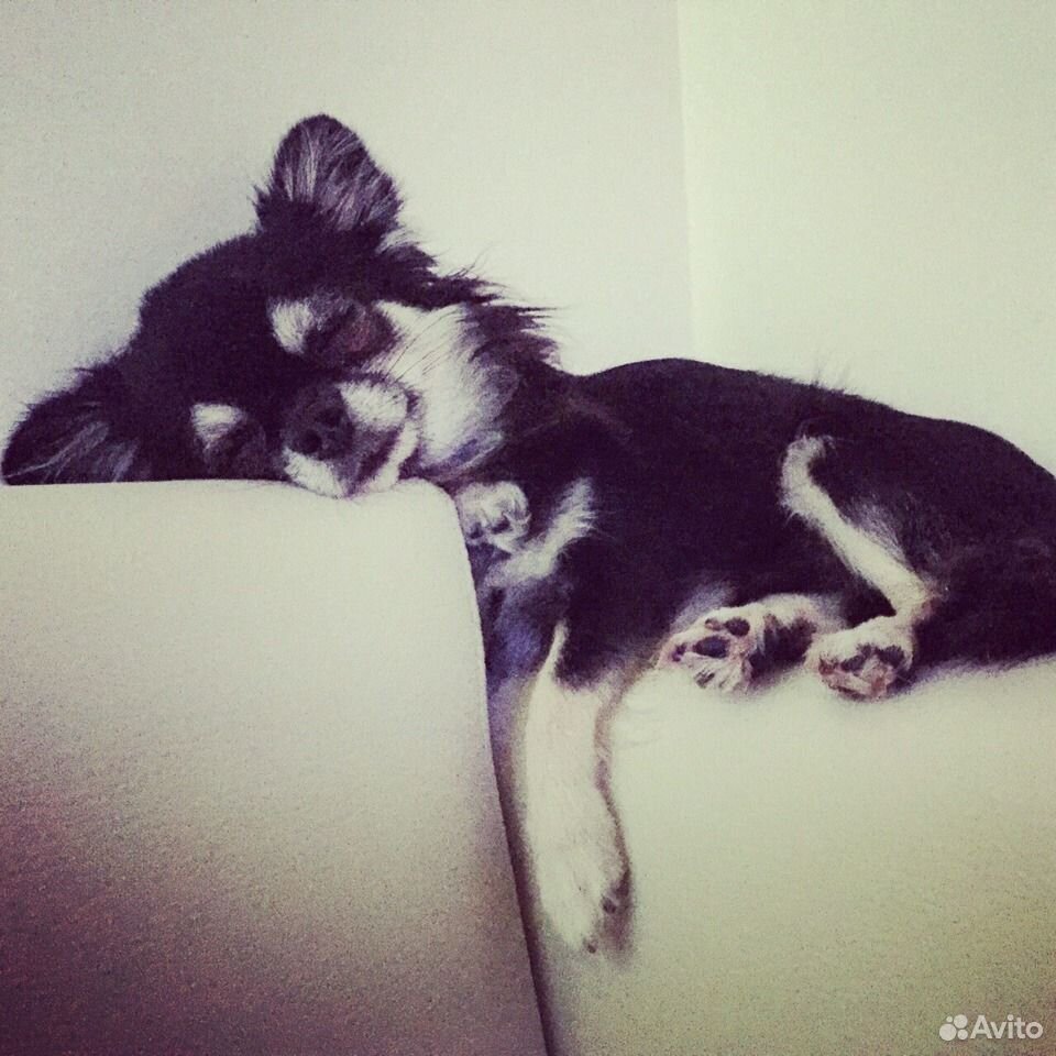 Вязка племенного чихуахуа-красавчика