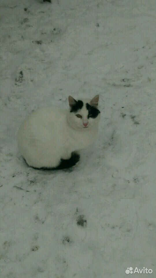 Много кисок в дар