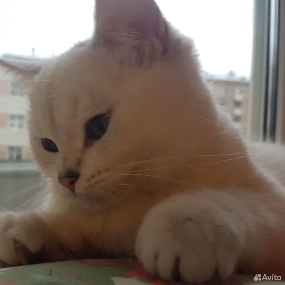 Британская белая шиншилла кот белый ns 1133