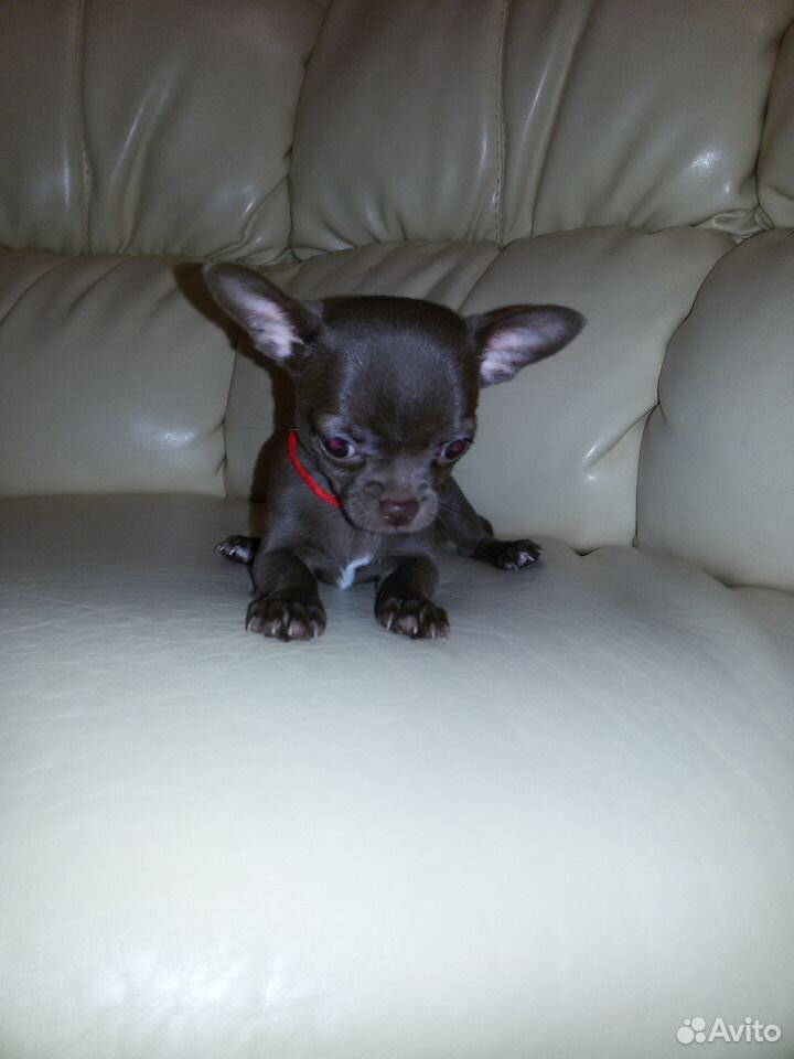 Кукольные шоколадки