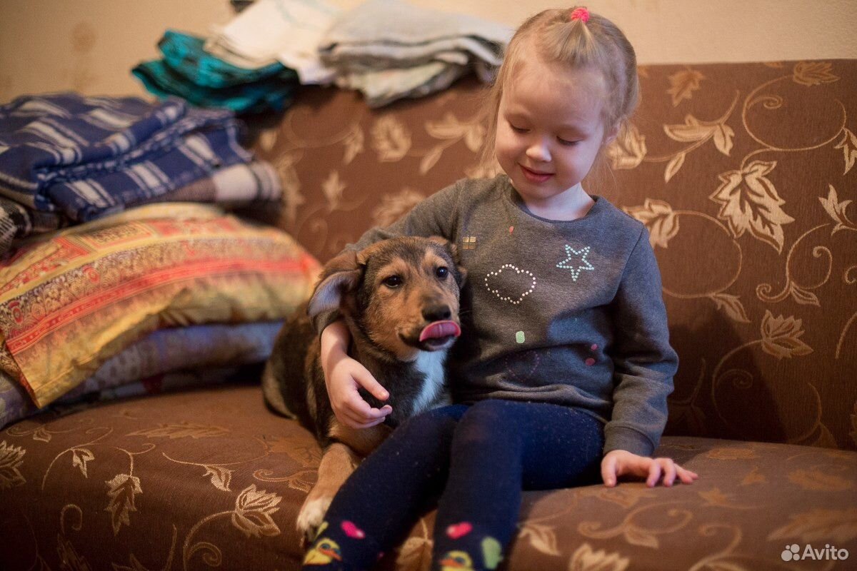 Ищет дом щенок от домашней собаки Марта