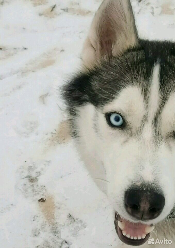 Вязка. Кобель хаски. Ищет спутницу для встречи