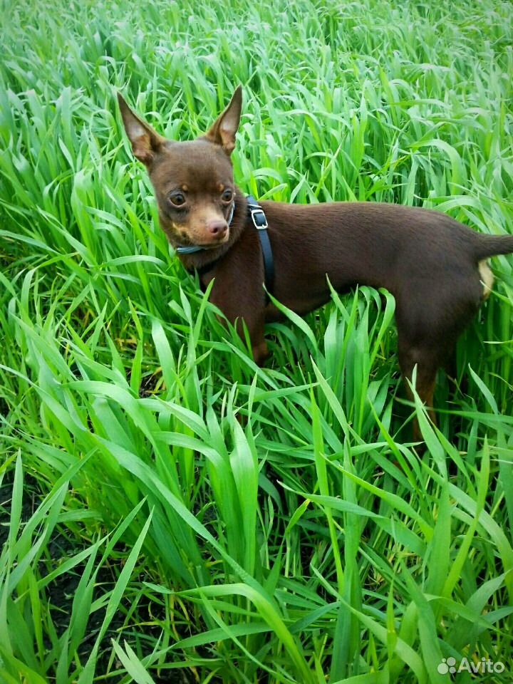 Мальчик для вязки