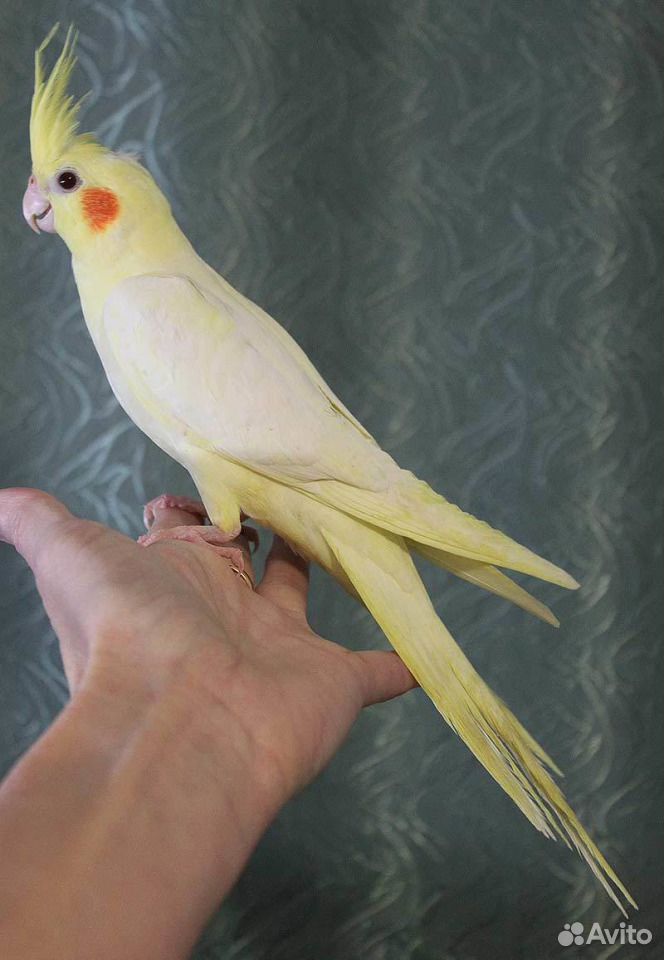 Домашние Ручные Птенчики корелла-нимфа