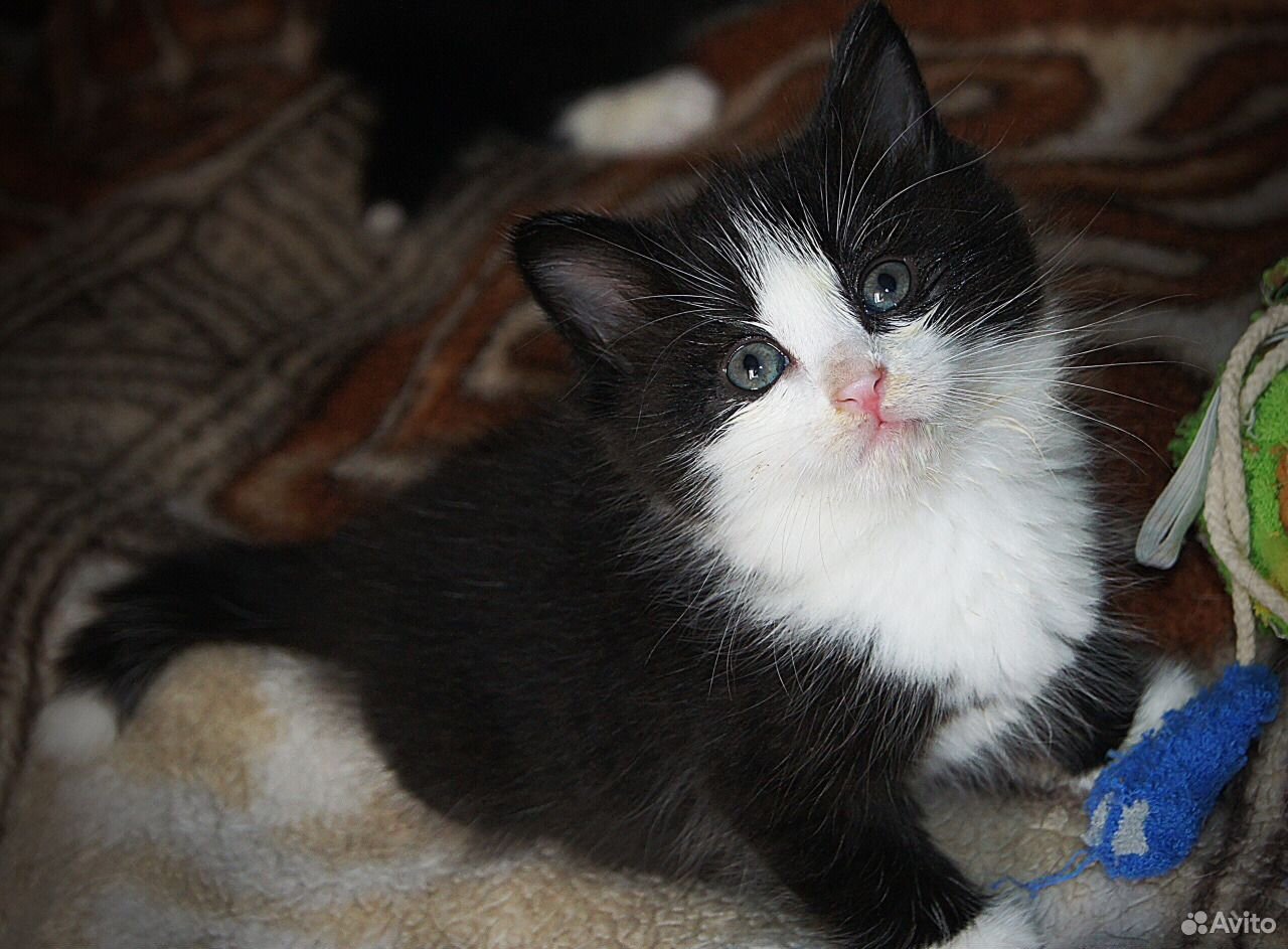 Крошка Бо в добрые руки