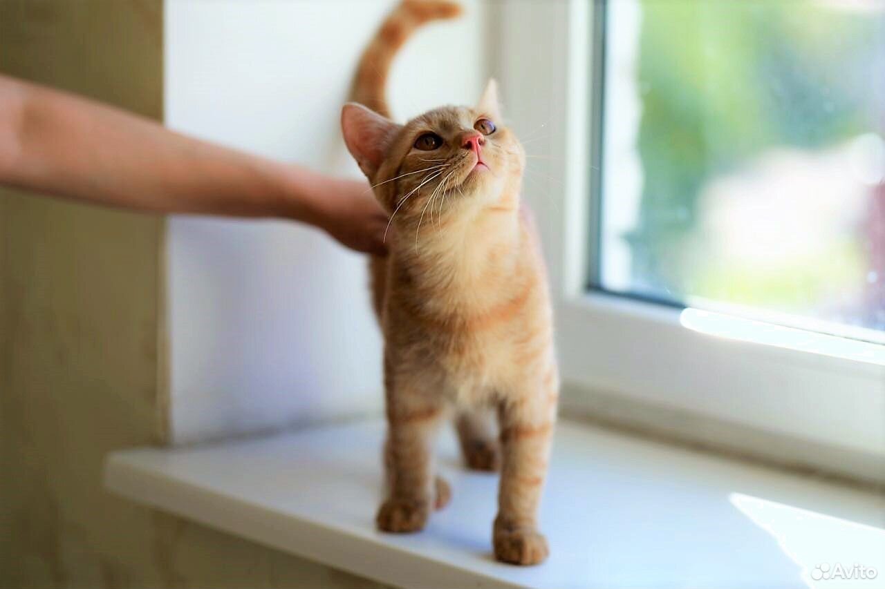 Рыжий котенок-мальчик в дар 4 мес