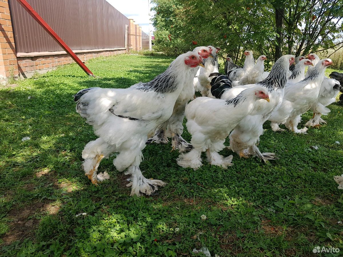 Брама светлая (колумбийская)