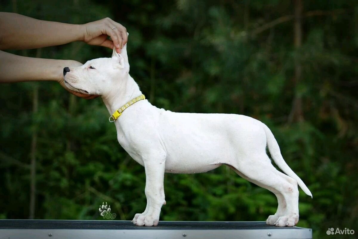 Аргентинский дог, девочка