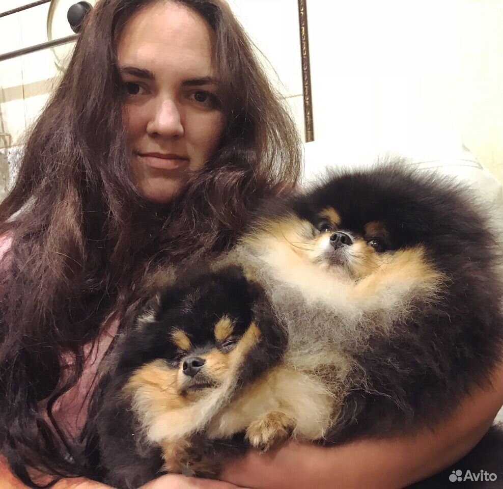 Померанский шпиц- для вязки - чёрно- подпалый