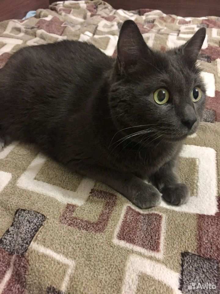 Котенок 4мес русская голубая,привит,паспорт