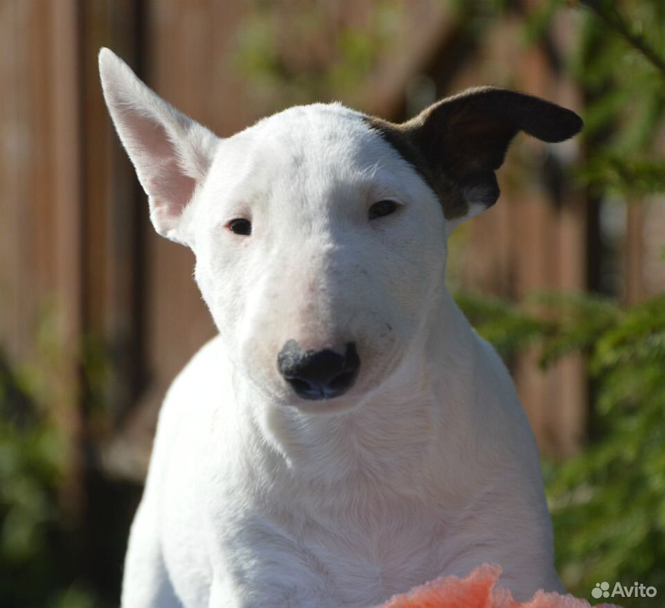 Настоящая блондинка и непоседа
