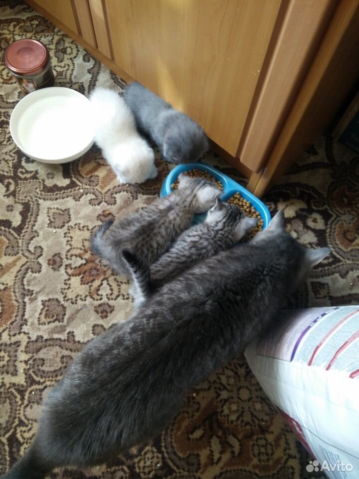 Шотландские котятки