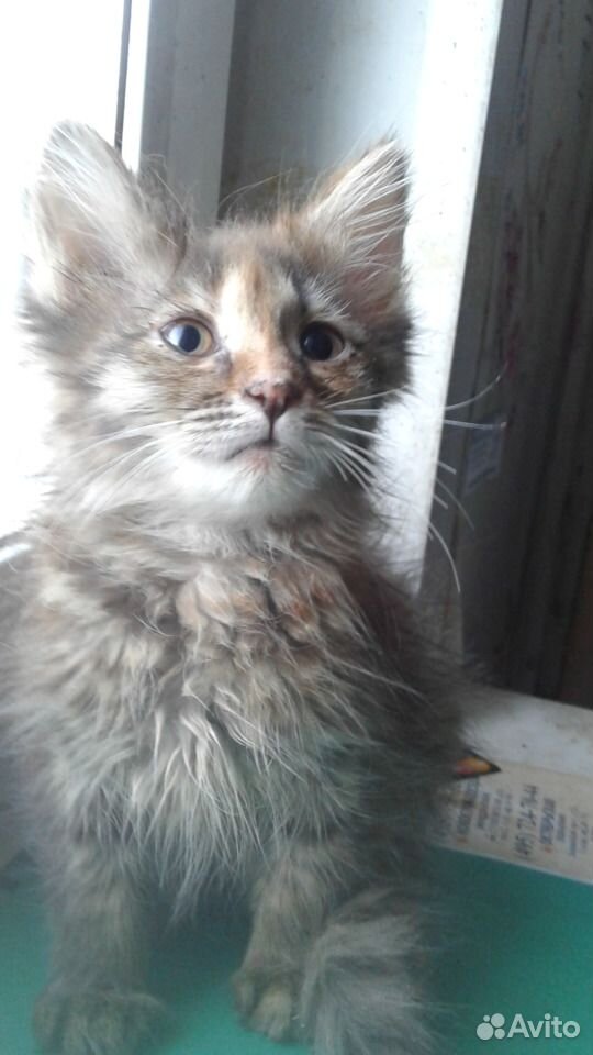 Подарю живую игрушку Чебурашку