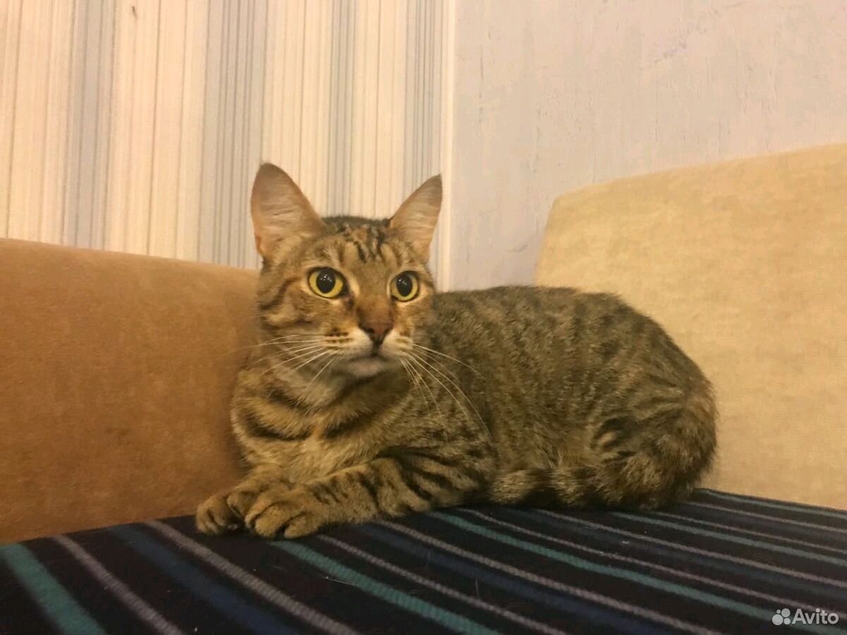 Элис - кошечка-Табби ищет дом