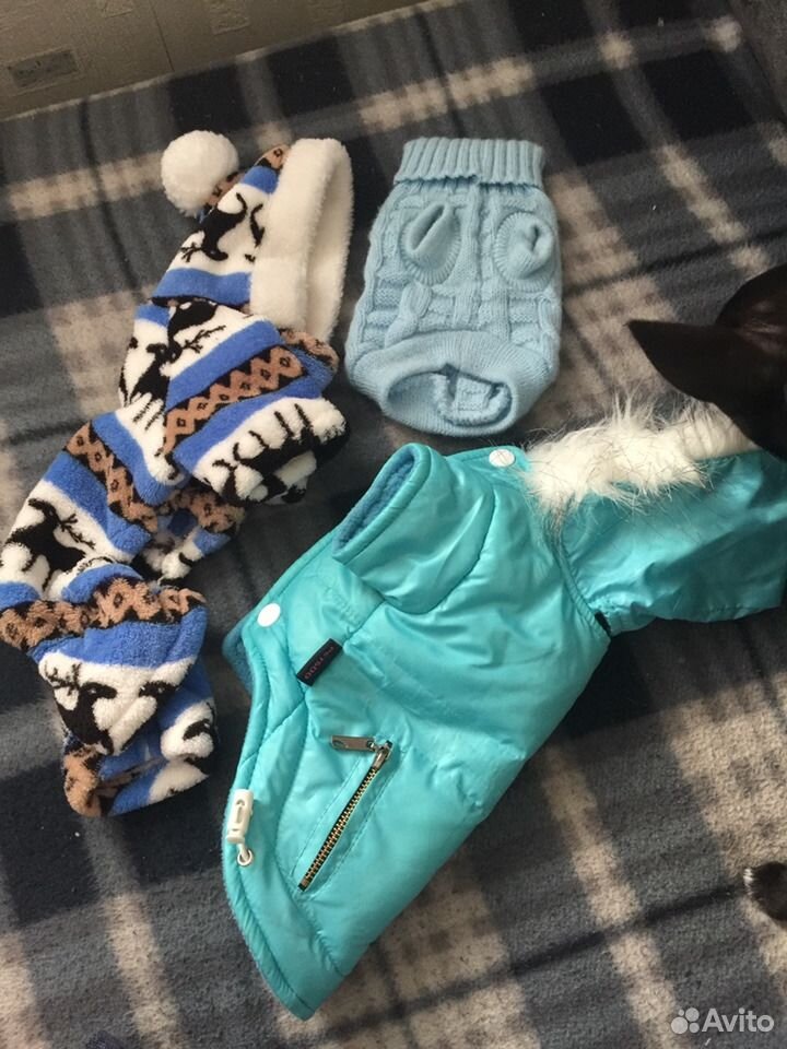 Одежда для чихуахуа