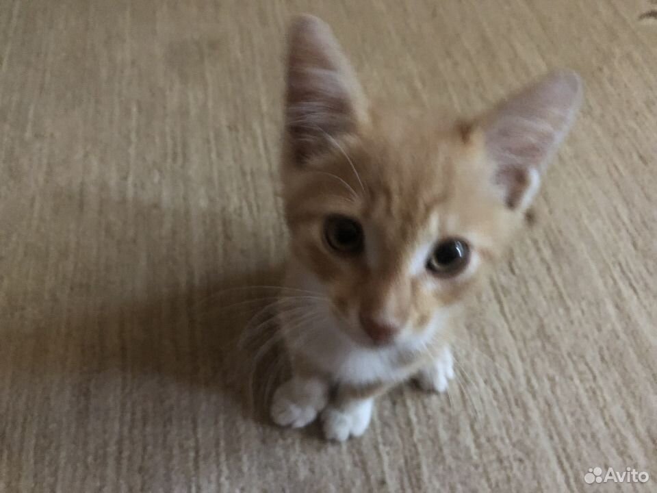 Маленький подкидыш ищет дом