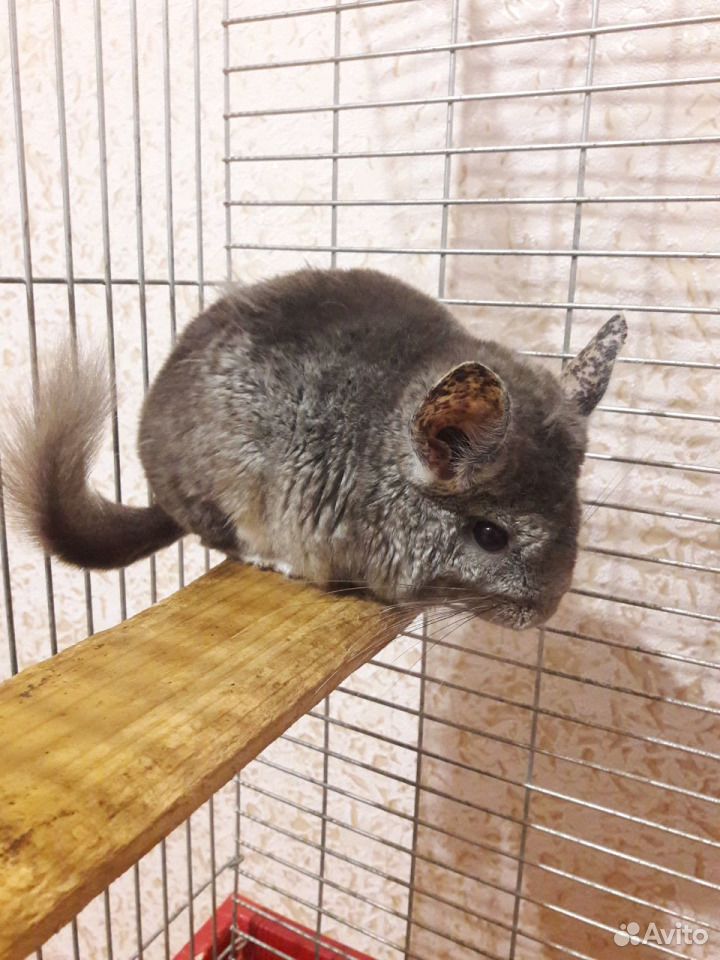 Отдам шиншилу