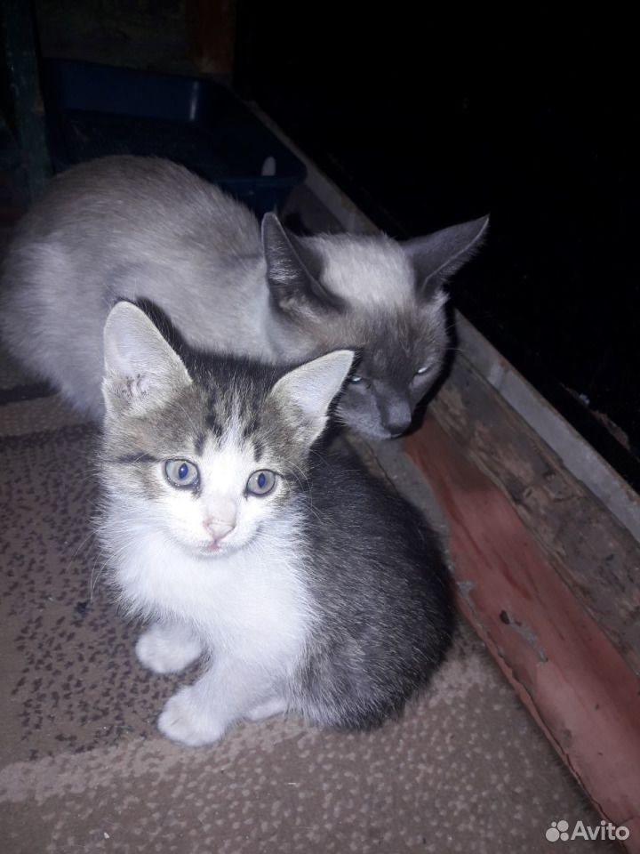 Забавные котики