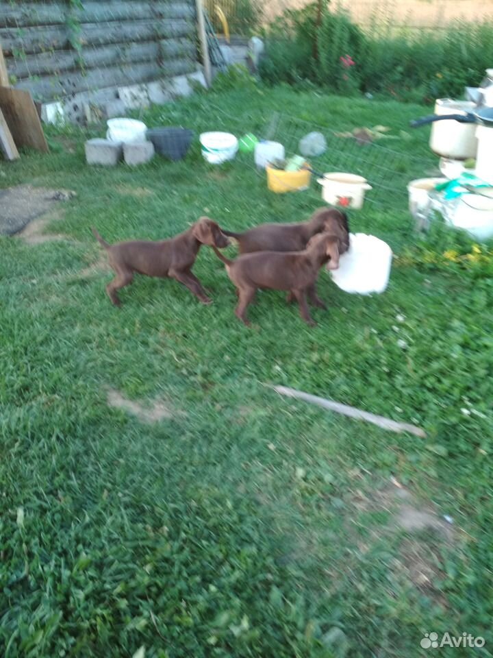 Щенки Курцхаара в ответственные руки