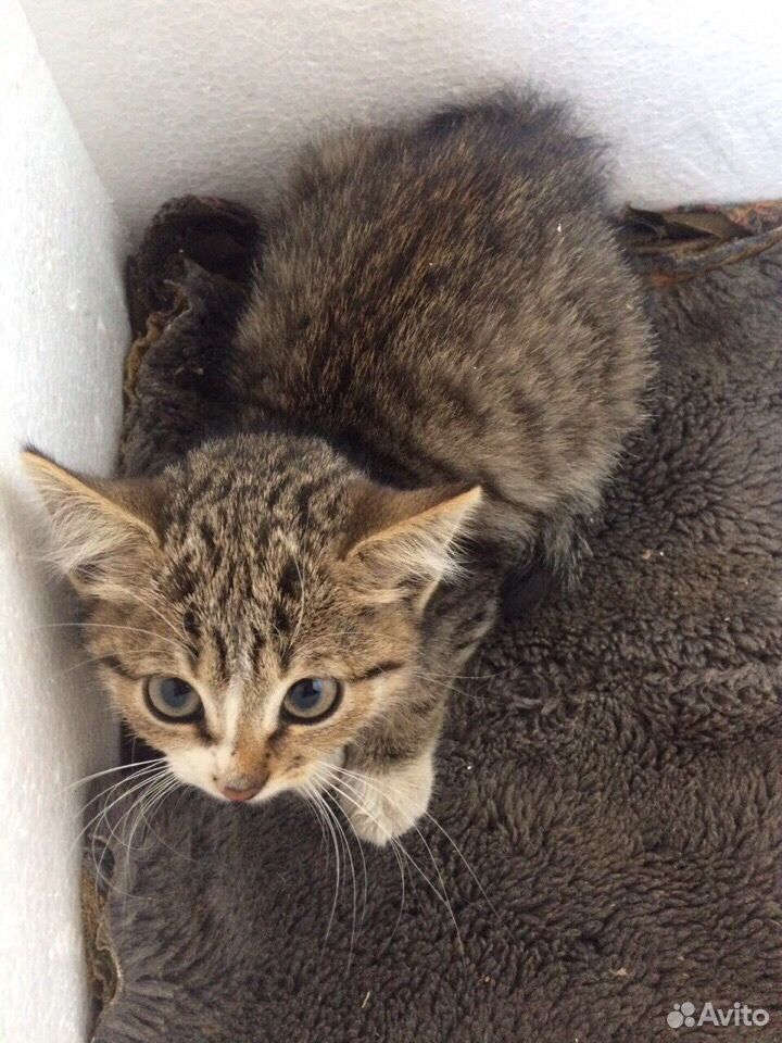 Котёнок