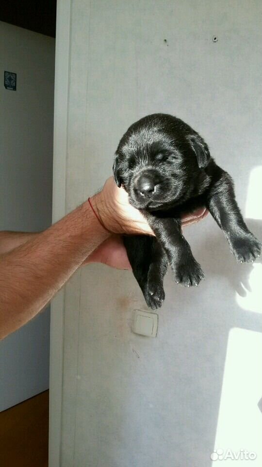 Щенки лабрадора